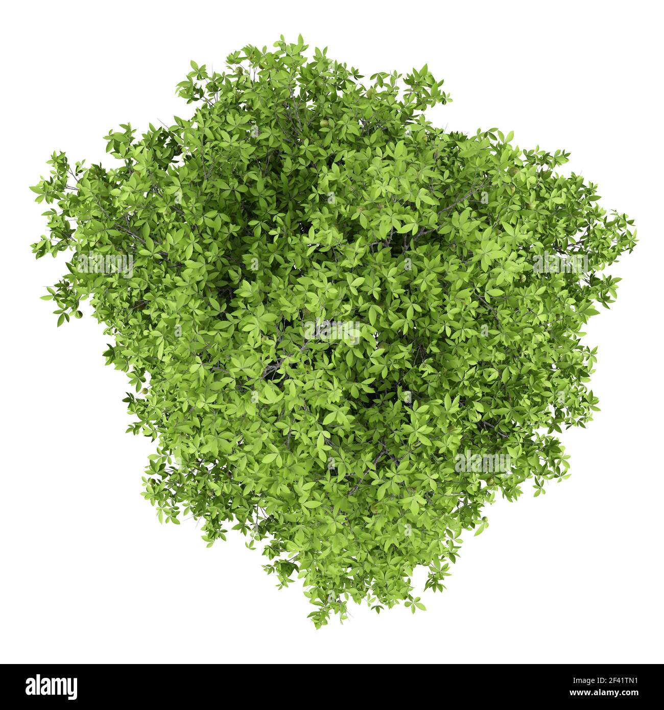 avocado tree with avocados isolated on white background. top view. 3d ...