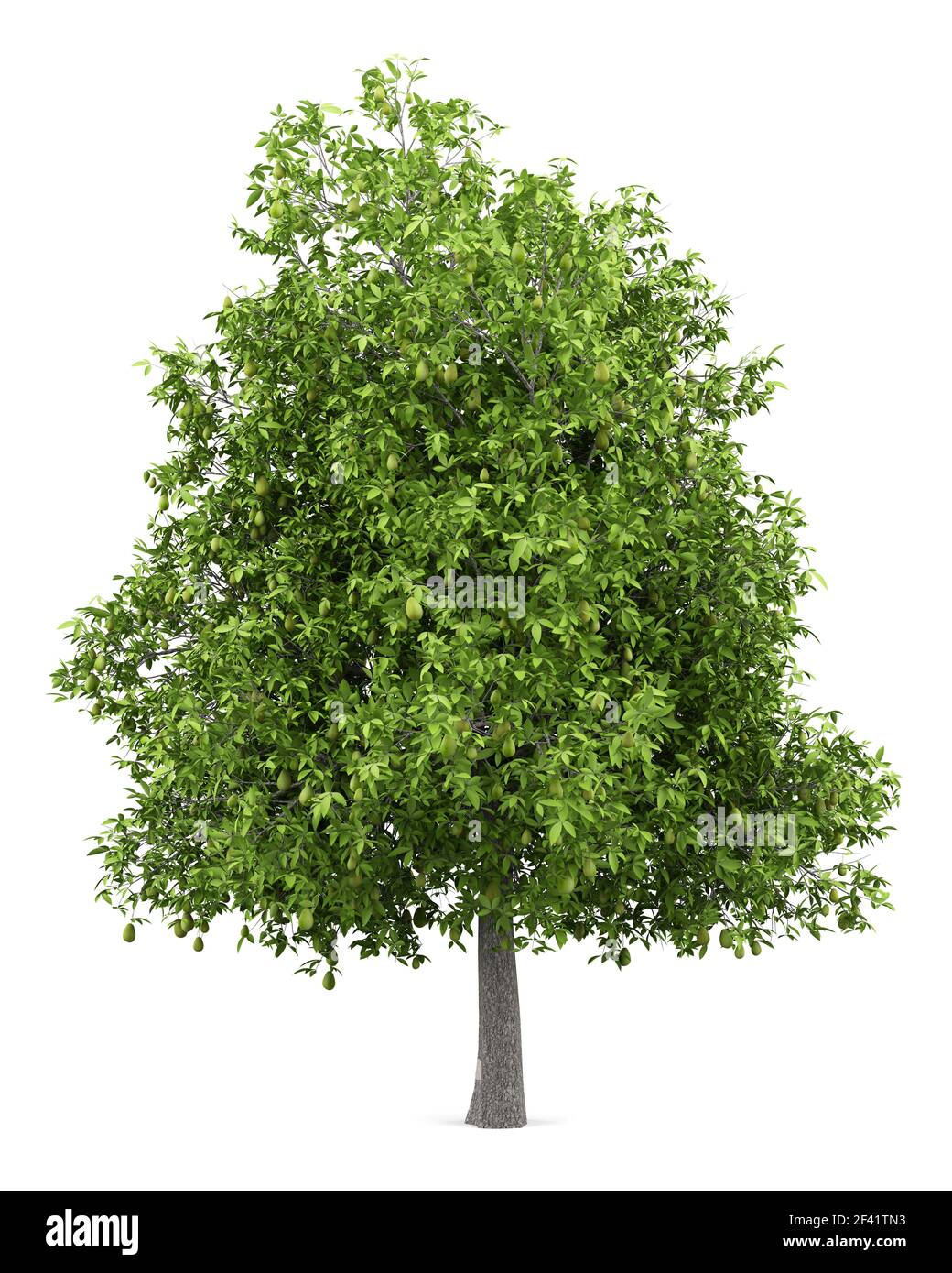 avocado tree with avocados isolated on white background. 3d ...