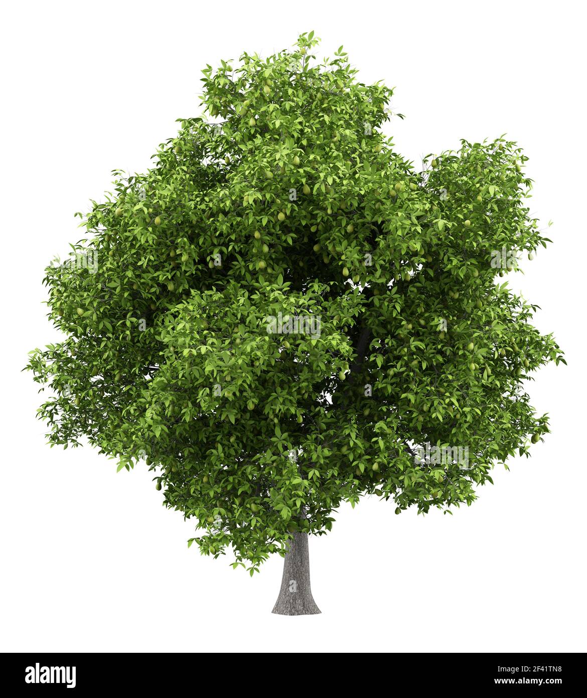 avocado tree with avocados isolated on white background. 3d ...