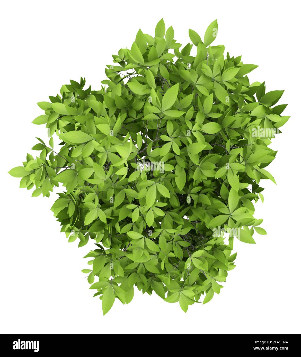avocado tree isolated on white background. top view. 3d illustration ...