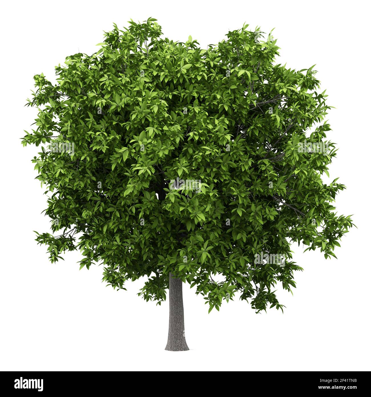 avocado tree isolated on white background. 3d illustration Stock Photo ...