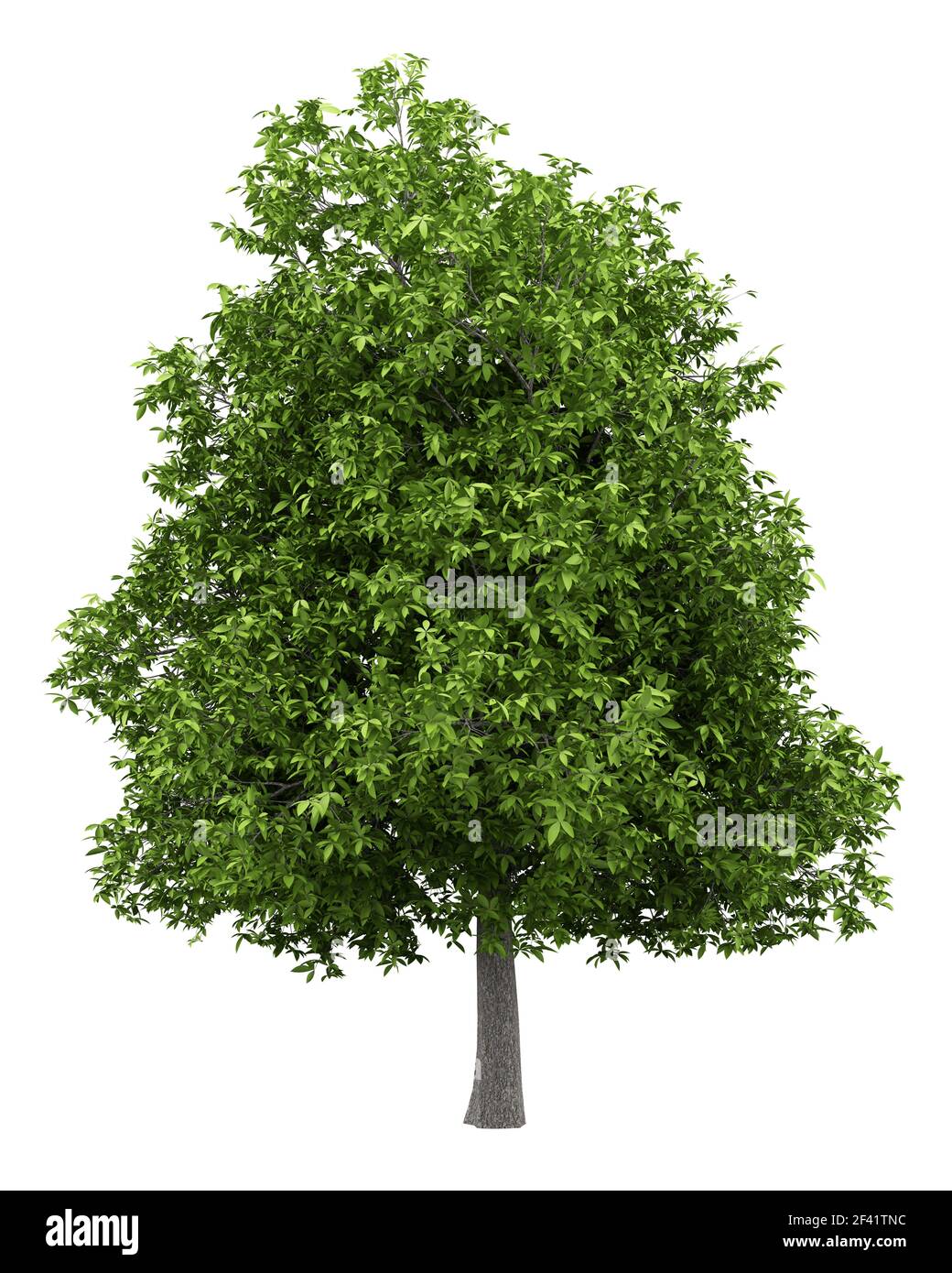 avocado tree isolated on white background. 3d illustration Stock Photo ...