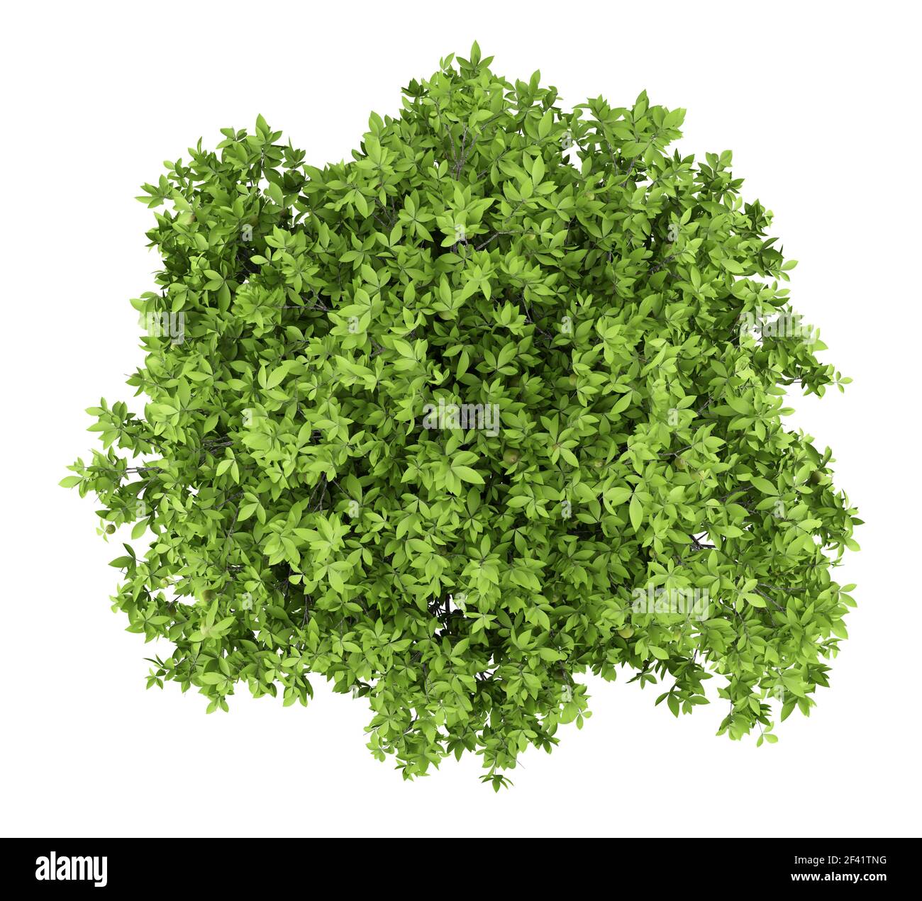 avocado tree with avocados isolated on white background. top view. 3d ...