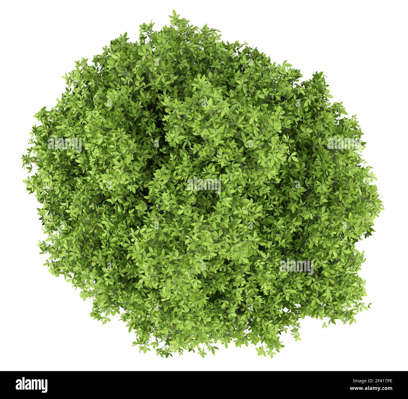 avocado tree with avocados isolated on white background. top view. 3d ...