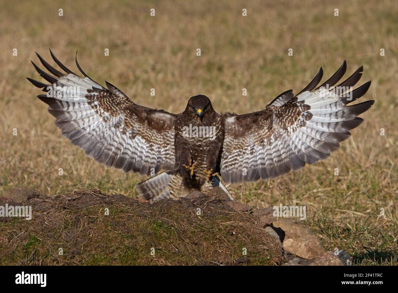 Common buzzard (Buteo buteo) in its natural habitat in Denmark Stock Photo - Alamy