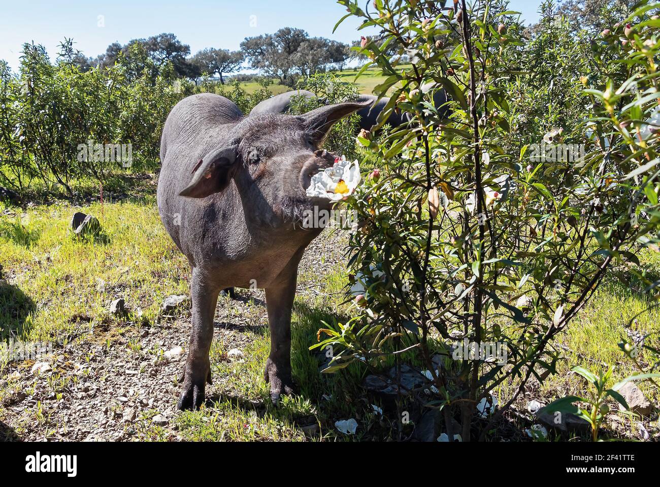Iberian pig grazing in the Huelva countryside. Pigs in the green ...