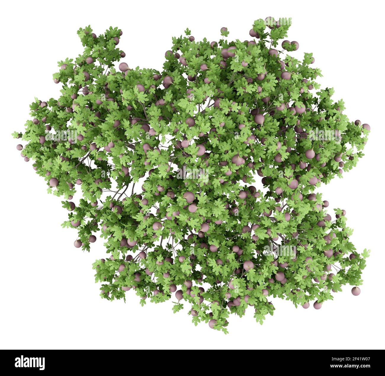 common fig tree with figs isolated on white background. top view. 3d ...