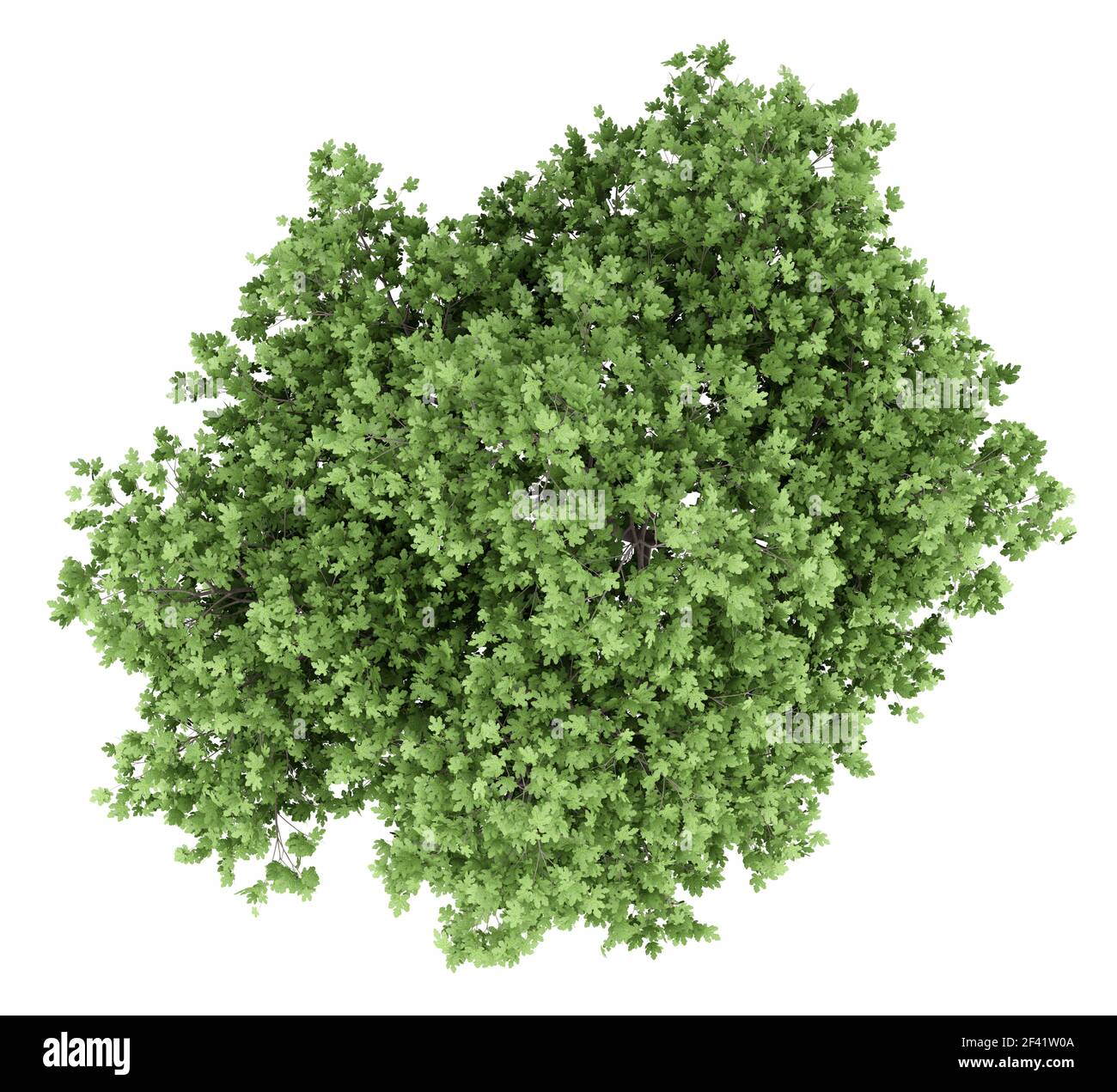 common fig tree isolated on white background. top view. 3d illustration ...