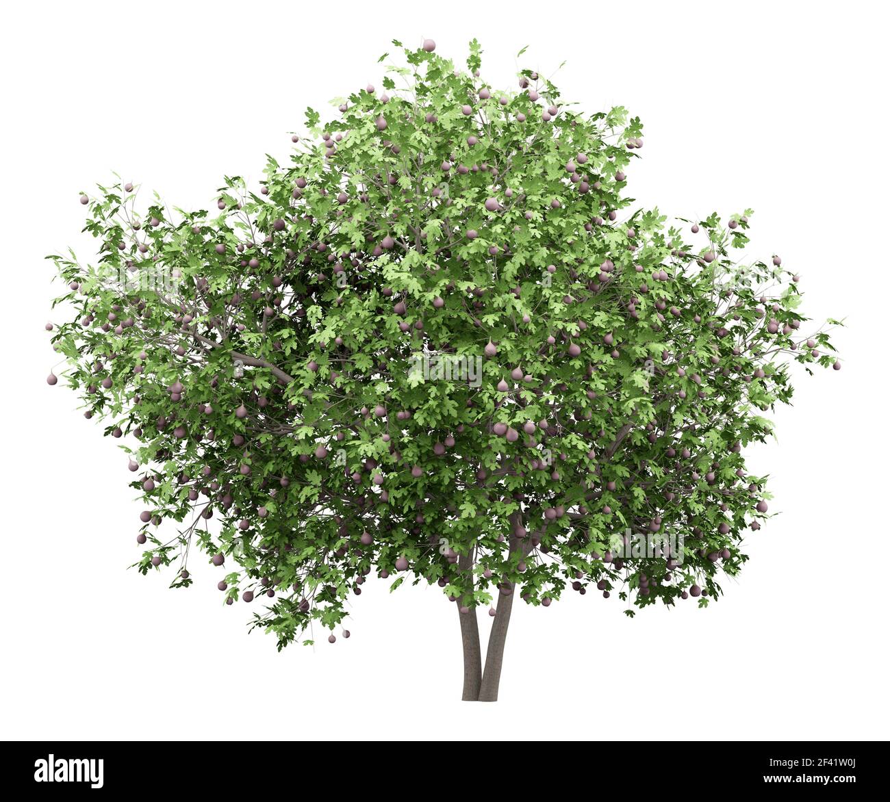 common fig tree with figs isolated on white background. 3d illustration ...
