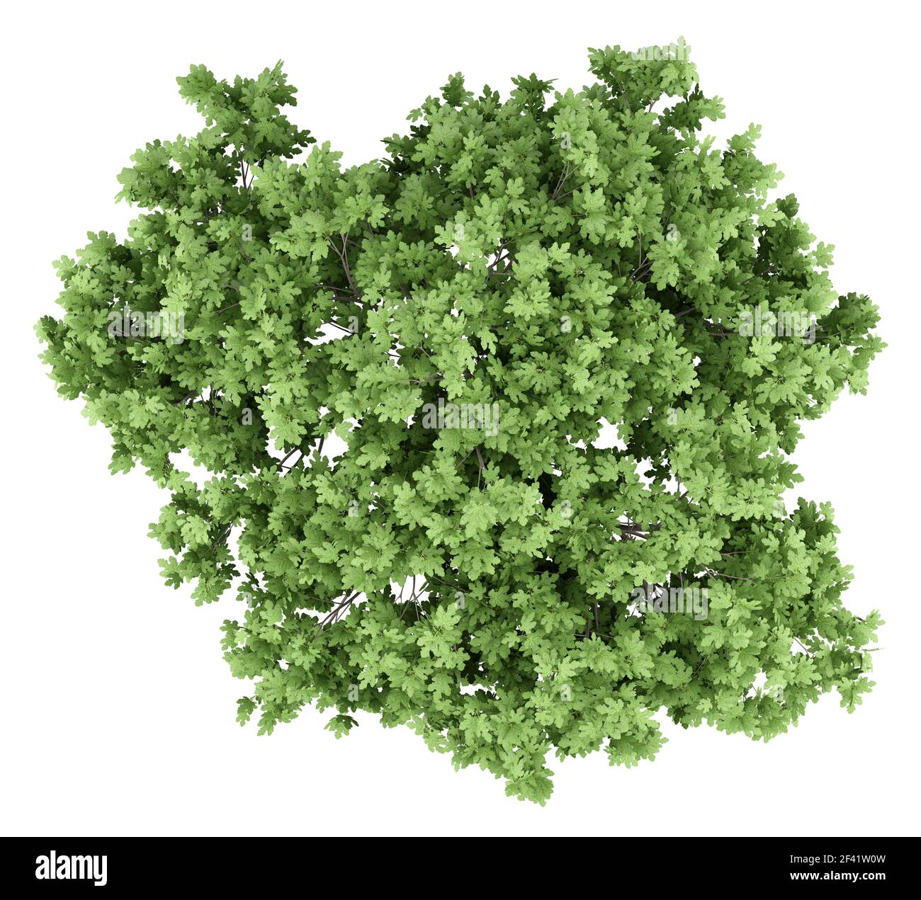 common fig tree isolated on white background. top view. 3d illustration ...