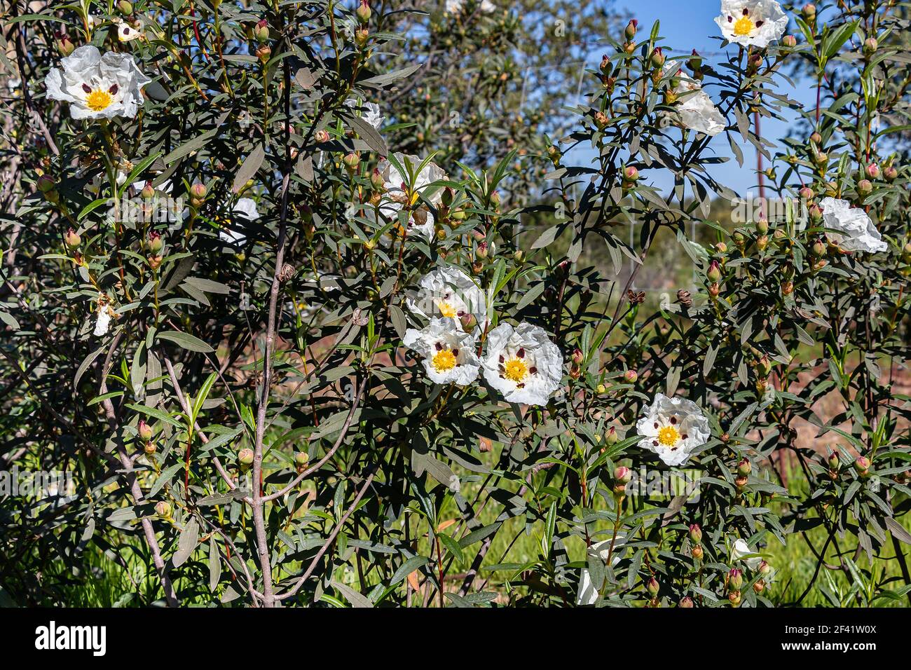 White rock-rose flowers with crimson markings Stock Photo - Alamy
