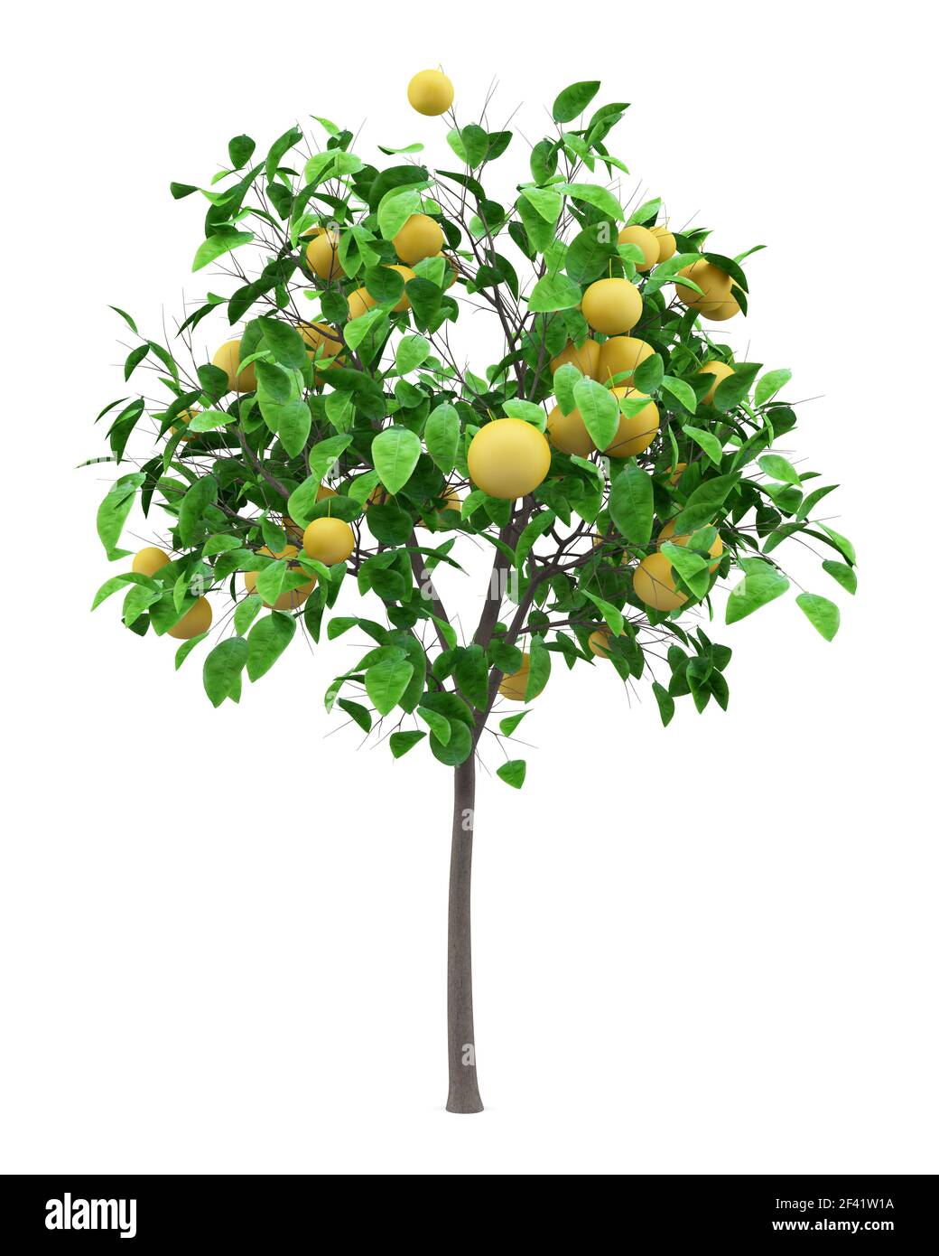 grapefruit tree with grapefruits isolated on white background. 3d ...