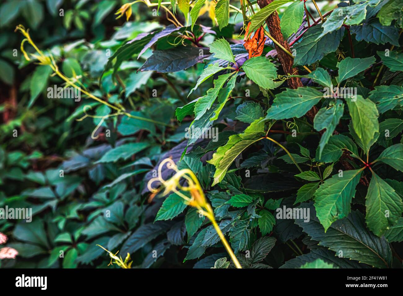Green grape leaves in vineyard. Inspirational natural floral spring or ...