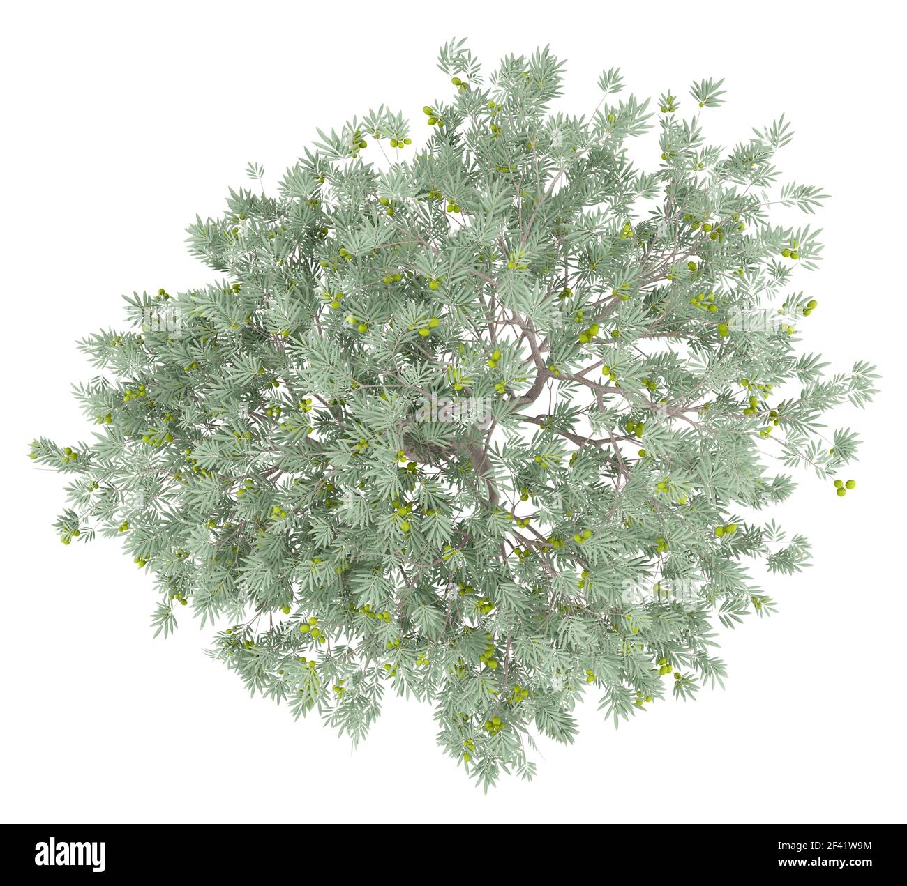 olive tree with olives isolated on white background. top view. 3d ...