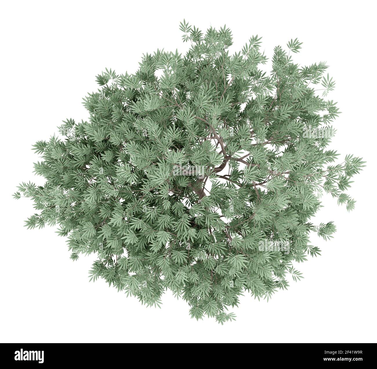 olive tree isolated on white background. top view. 3d illustration ...