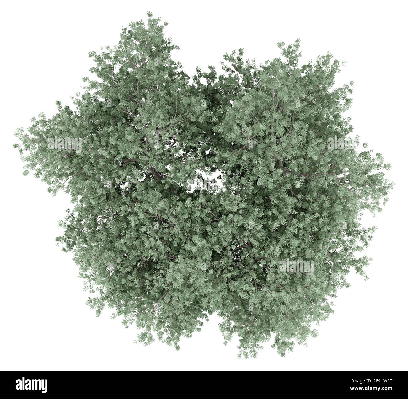olive tree isolated on white background. top view. 3d illustration ...