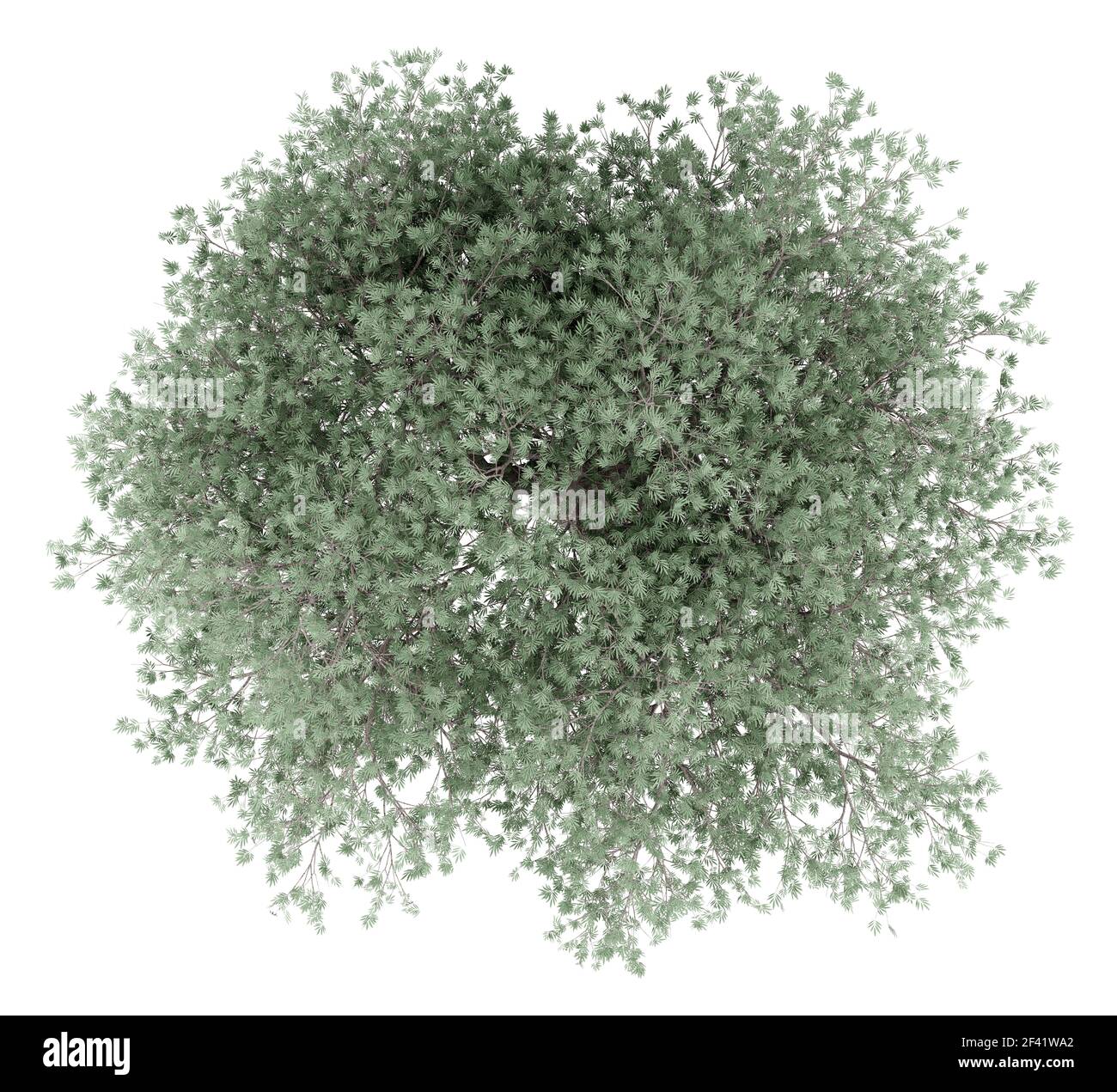 olive tree isolated on white background. top view. 3d illustration ...