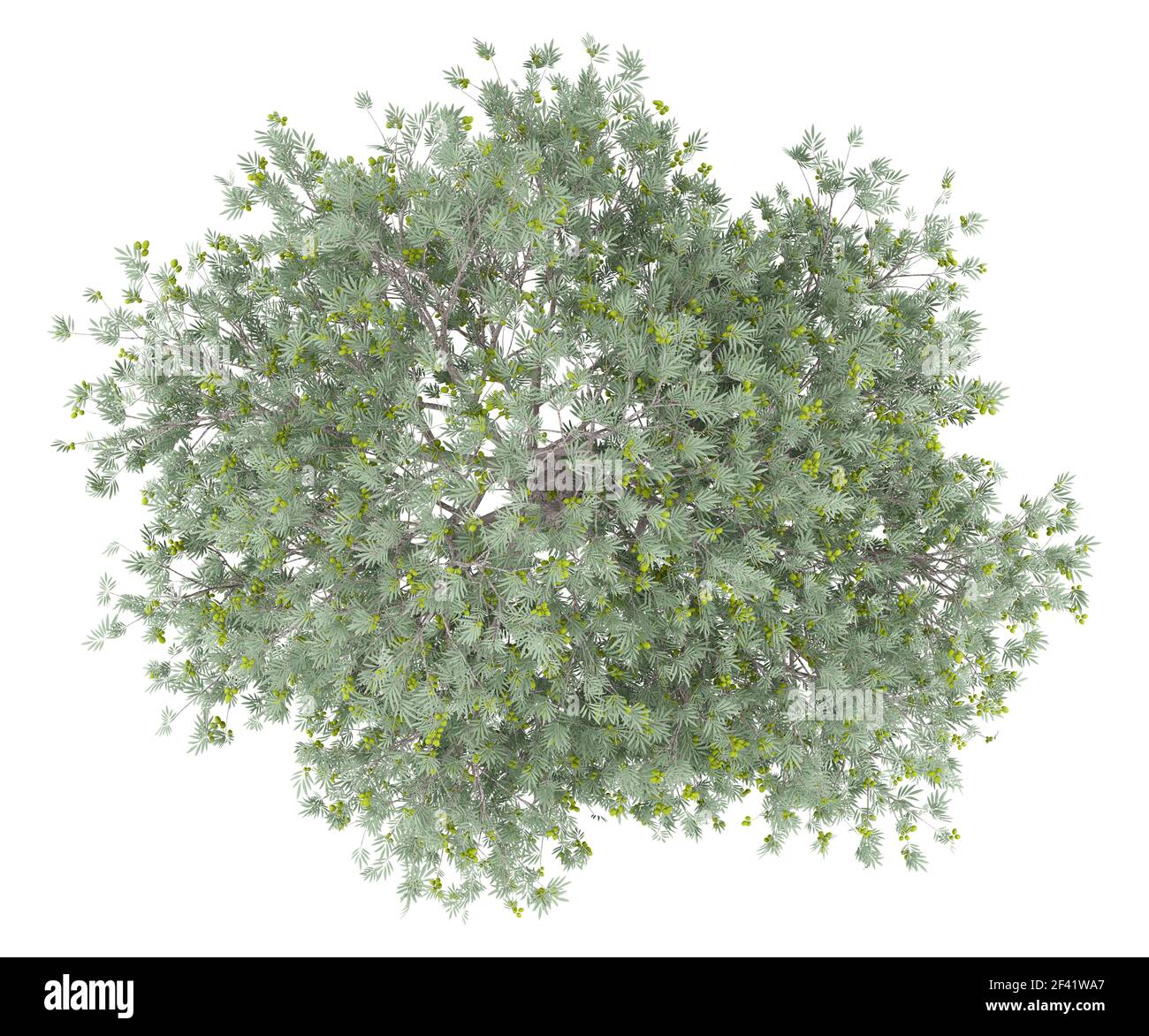 olive tree with olives isolated on white background. top view. 3d ...
