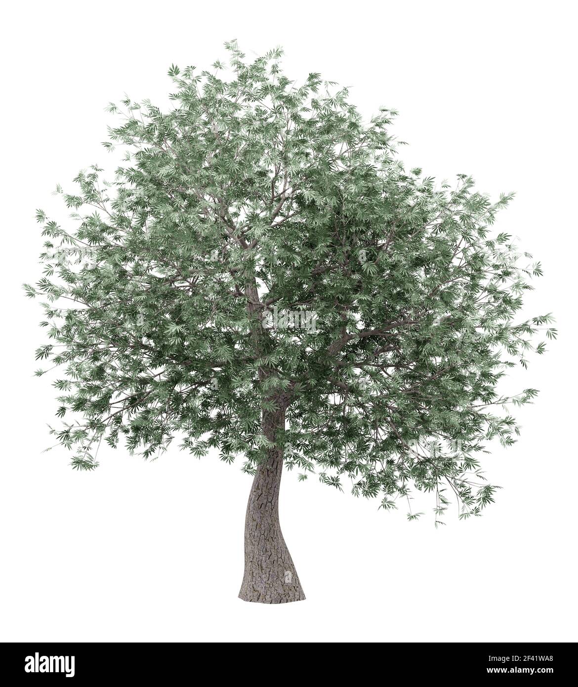 Olive Branch Photoshop Illustrator