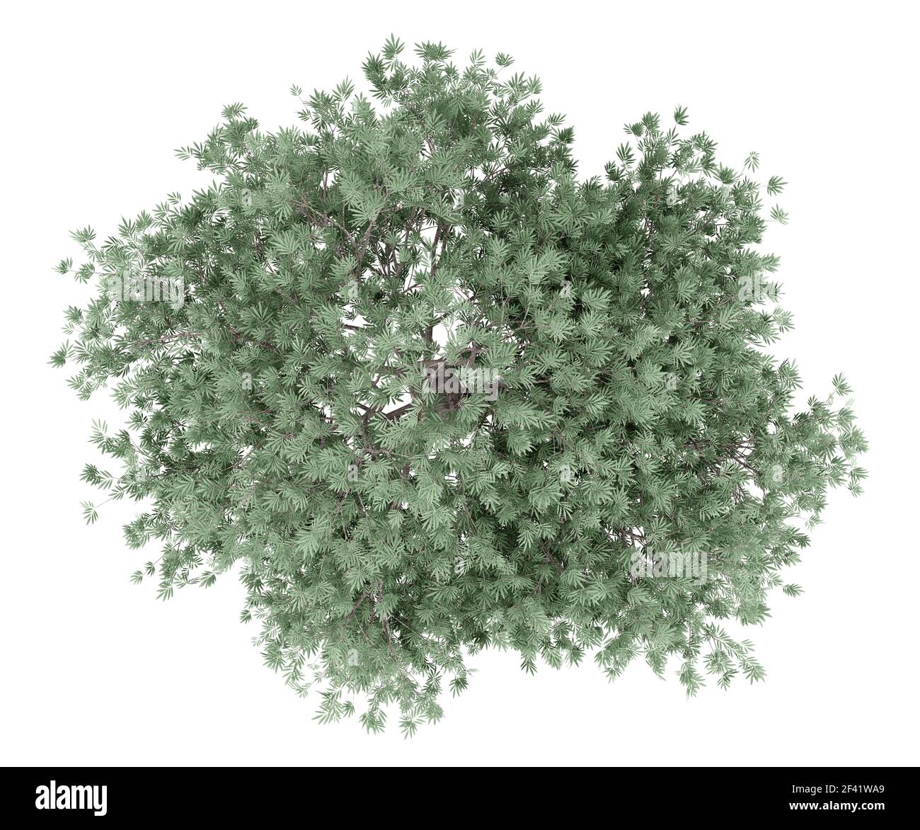 olive tree isolated on white background. top view. 3d illustration ...