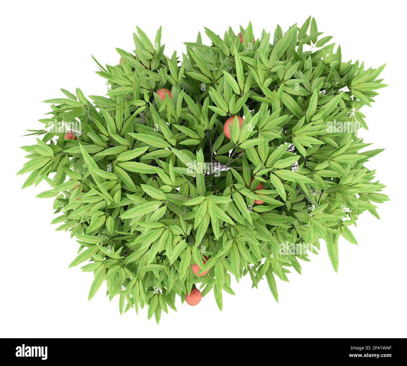 mango tree with mango fruits isolated on white background. top view. 3d ...