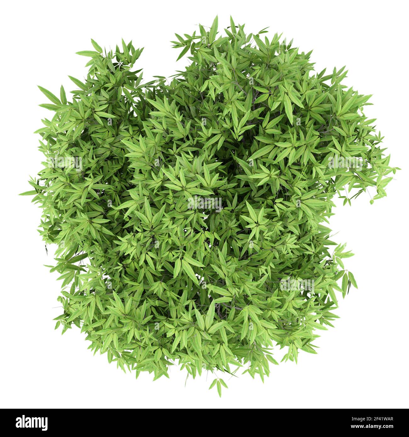 mango tree isolated on white background. top view. 3d illustration ...