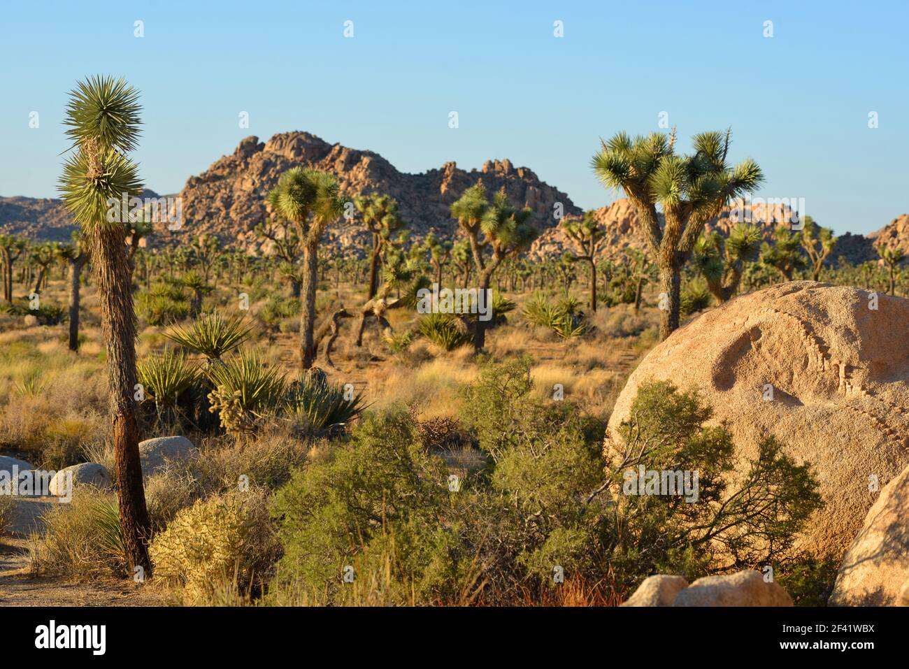 Stones and rocks and joshua trees, landscape in western usa, california ...