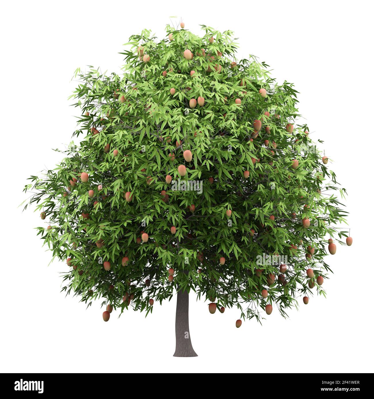 mango tree with mango fruits isolated on white background. 3d ...