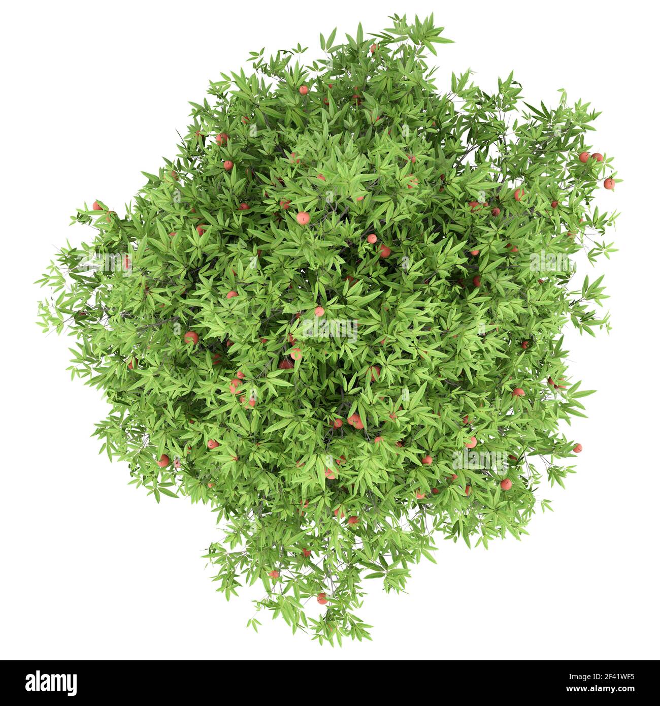 mango tree with mango fruits isolated on white background. top view. 3d ...