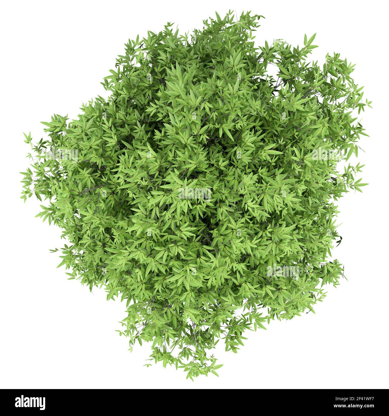 mango tree isolated on white background. top view. 3d illustration ...