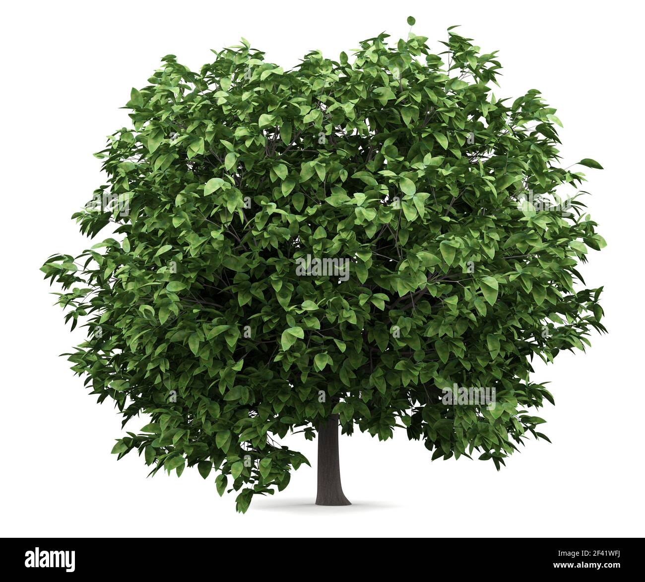 pomelo tree isolated on white background. 3d illustration Stock Photo ...