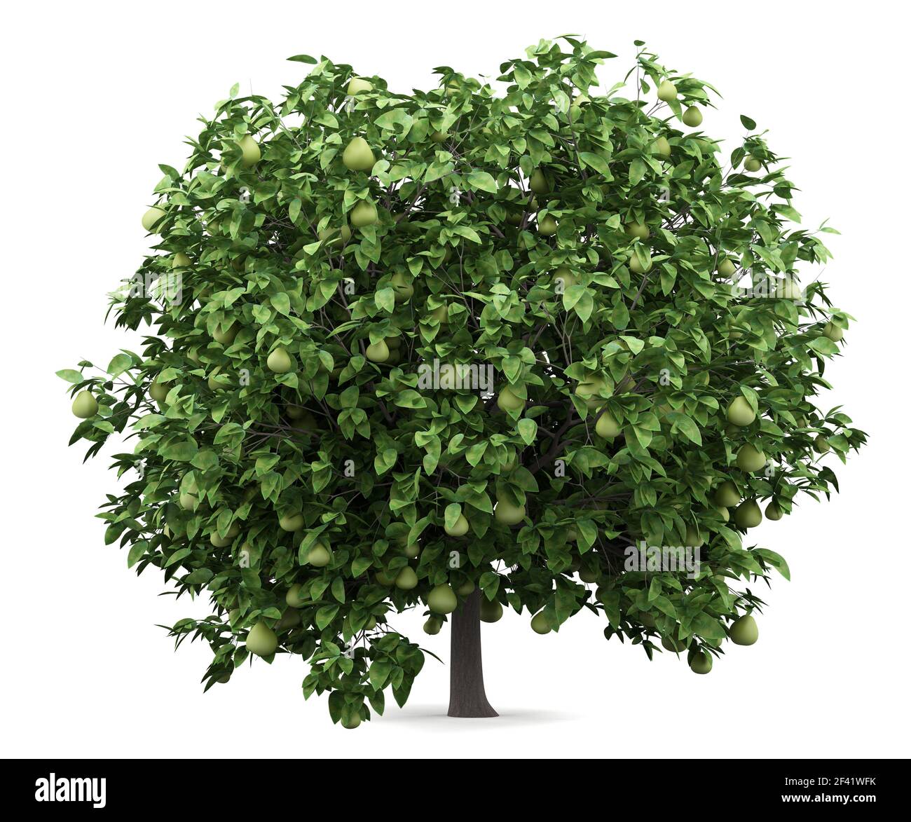 pomelo tree with fruits isolated on white background. 3d illustration ...
