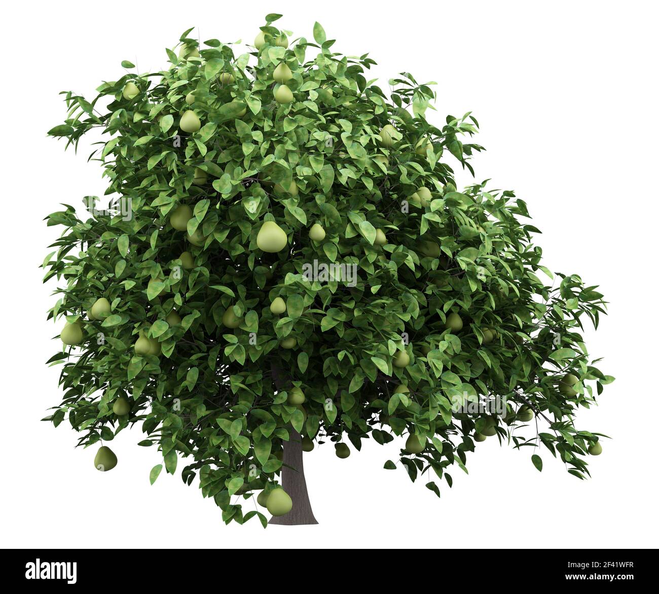 pomelo tree with fruits isolated on white background. 3d illustration ...