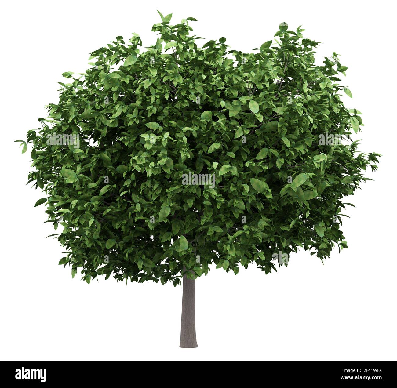 pomelo tree isolated on white background. 3d illustration Stock Photo ...