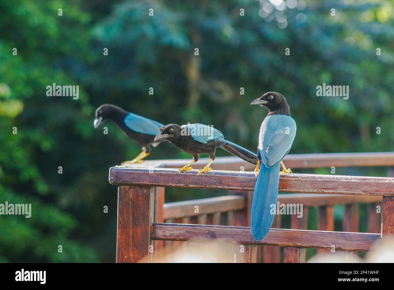 Yucatan jay (Cyanocorax yucatanicus) , Mayan Riviera, Yucatan Peninsula ...