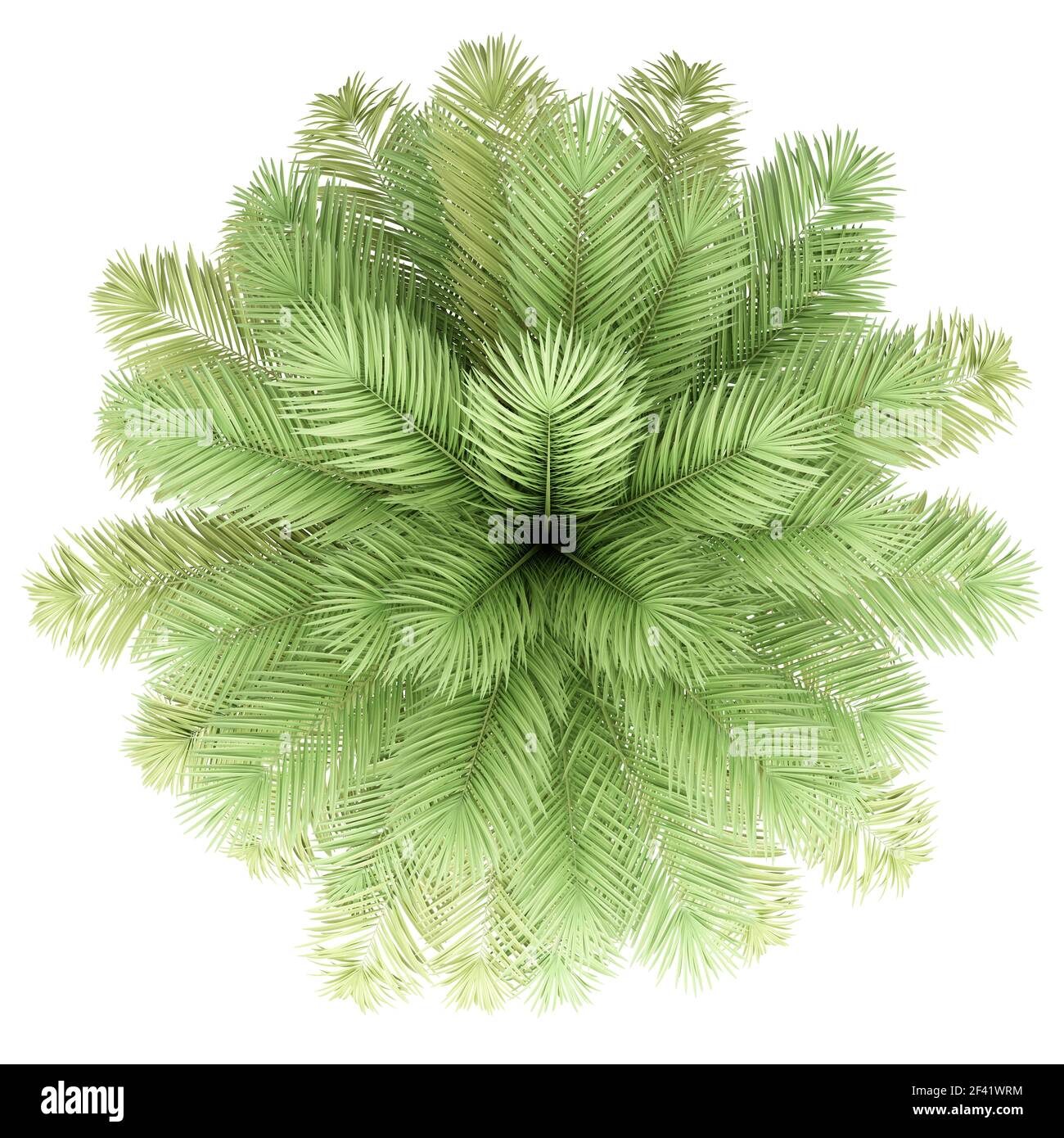 Palm Tree Vector Top View