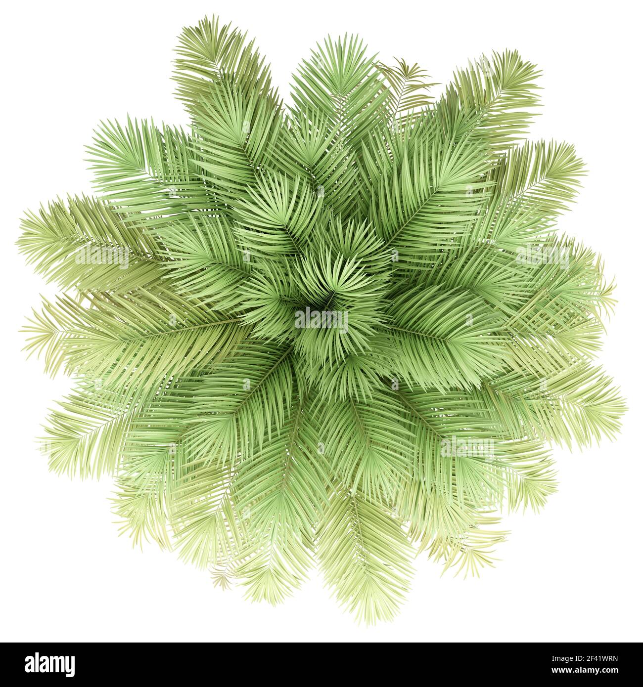 Top date palm tree phoenix hi-res stock photography and images - Alamy