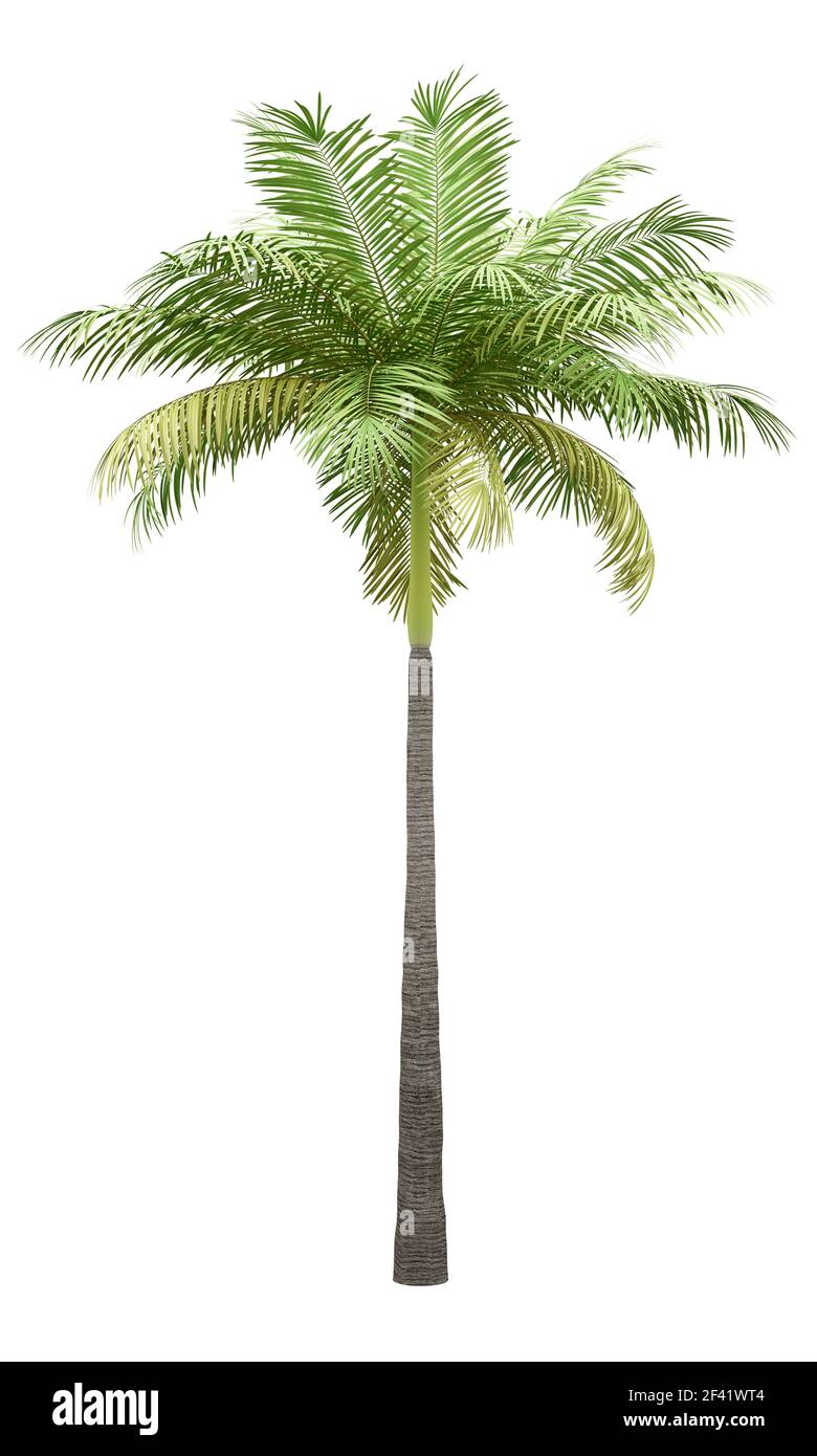 Bottle Palm Scientific Name