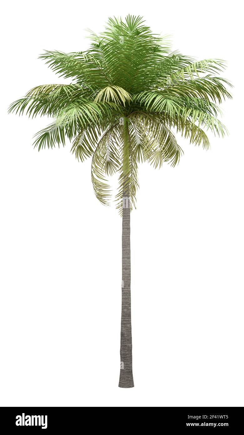 Bottle Palm Scientific Name