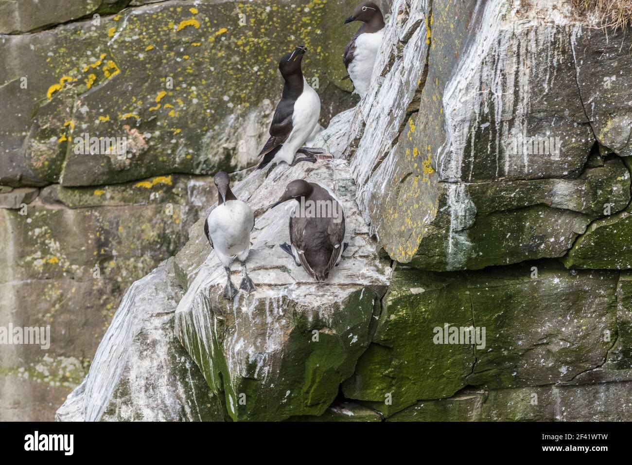 common murre (Uria aalge) on shorline at Cape St. Mary's ecological ...