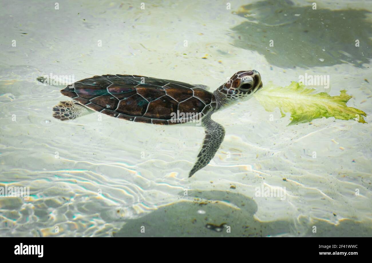 Green sea turtles dutch caribbean hi-res stock photography and images ...