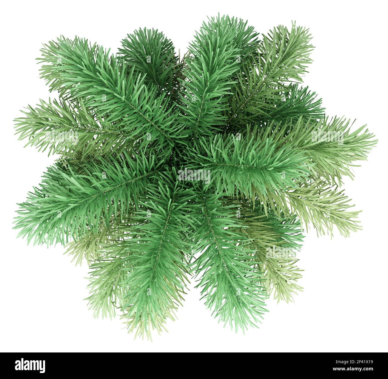 foxtail palm tree isolated on white background. top view. 3d ...