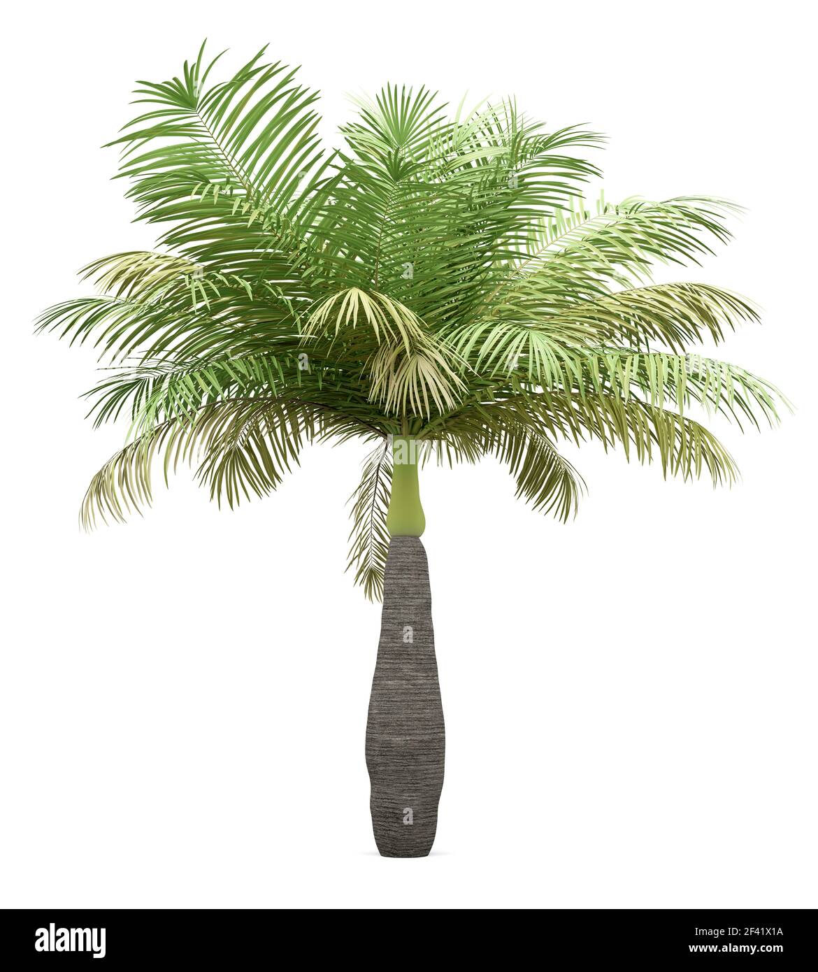Bottle palm trees Cut Out Stock Images & Pictures - Alamy