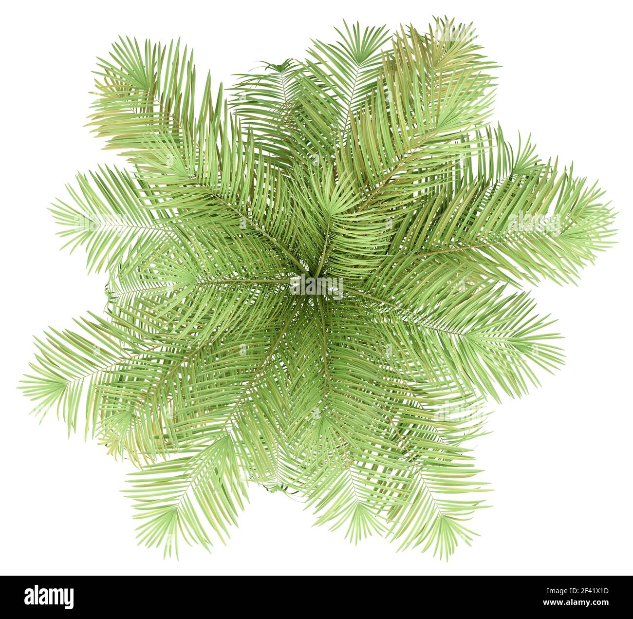 bottle palm tree isolated on white background. top view. 3d ...