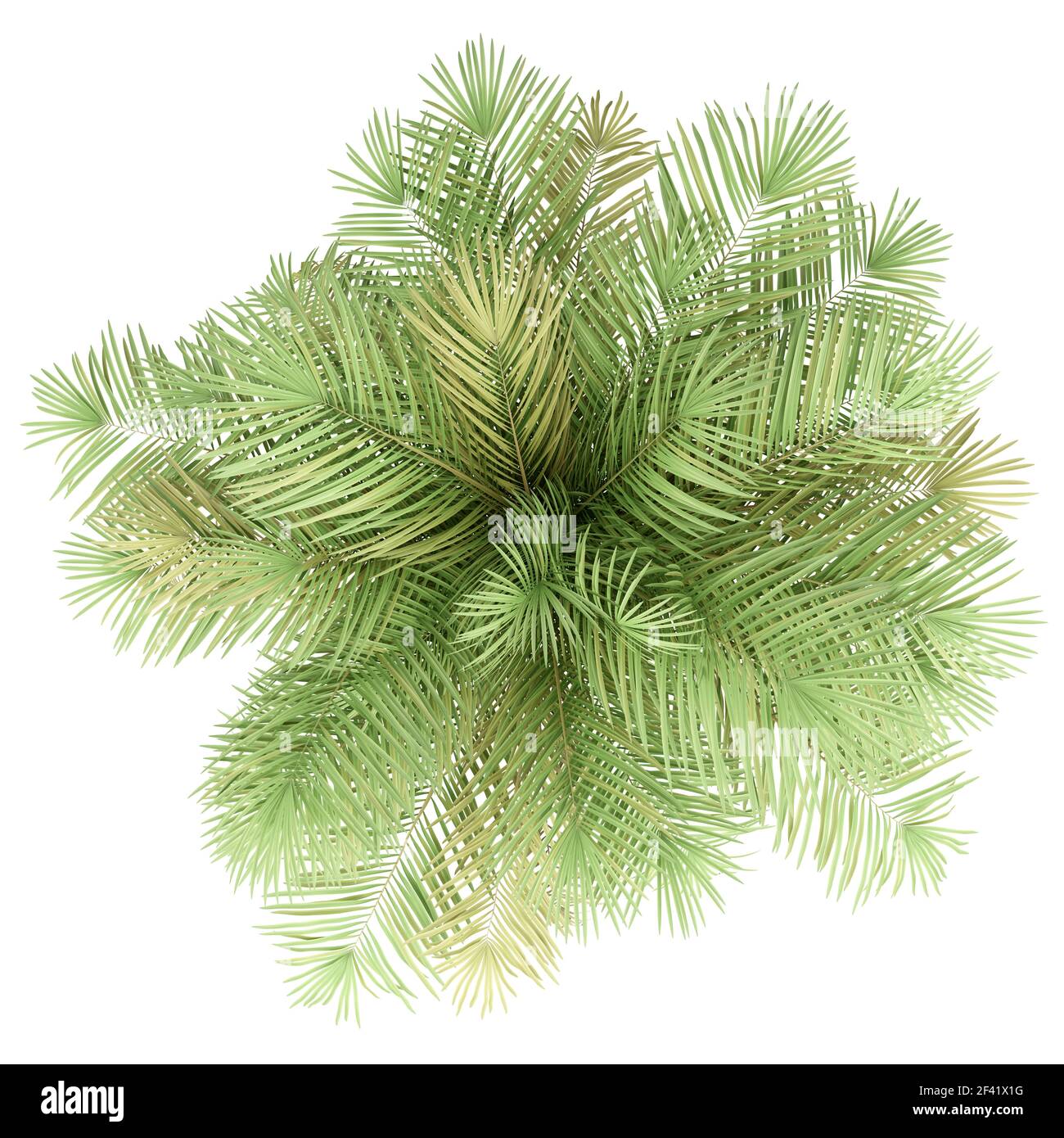 bottle palm tree isolated on white background. top view. 3d ...