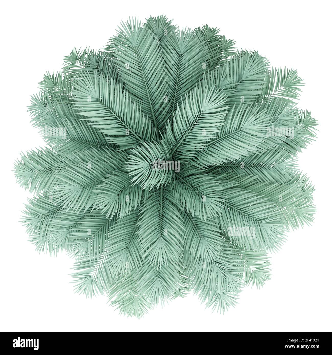 Top date palm tree phoenix hi-res stock photography and images - Alamy
