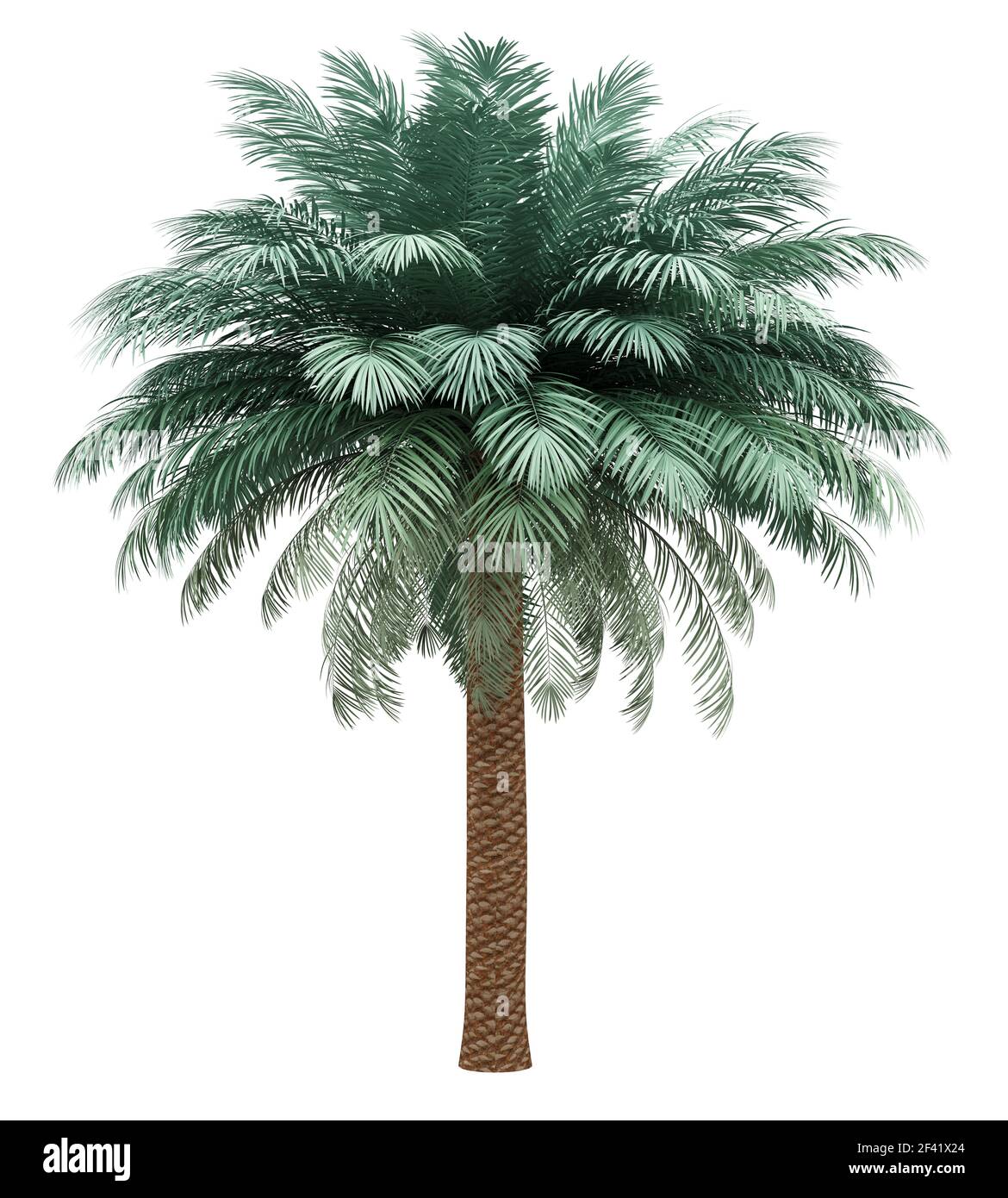 silver date palm tree isolated on white background. 3d illustration ...