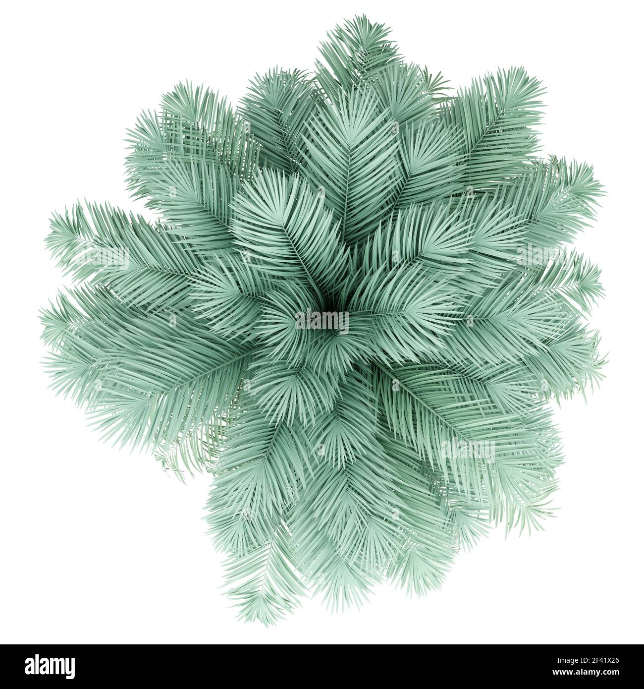 Top date palm tree phoenix hi-res stock photography and images - Alamy