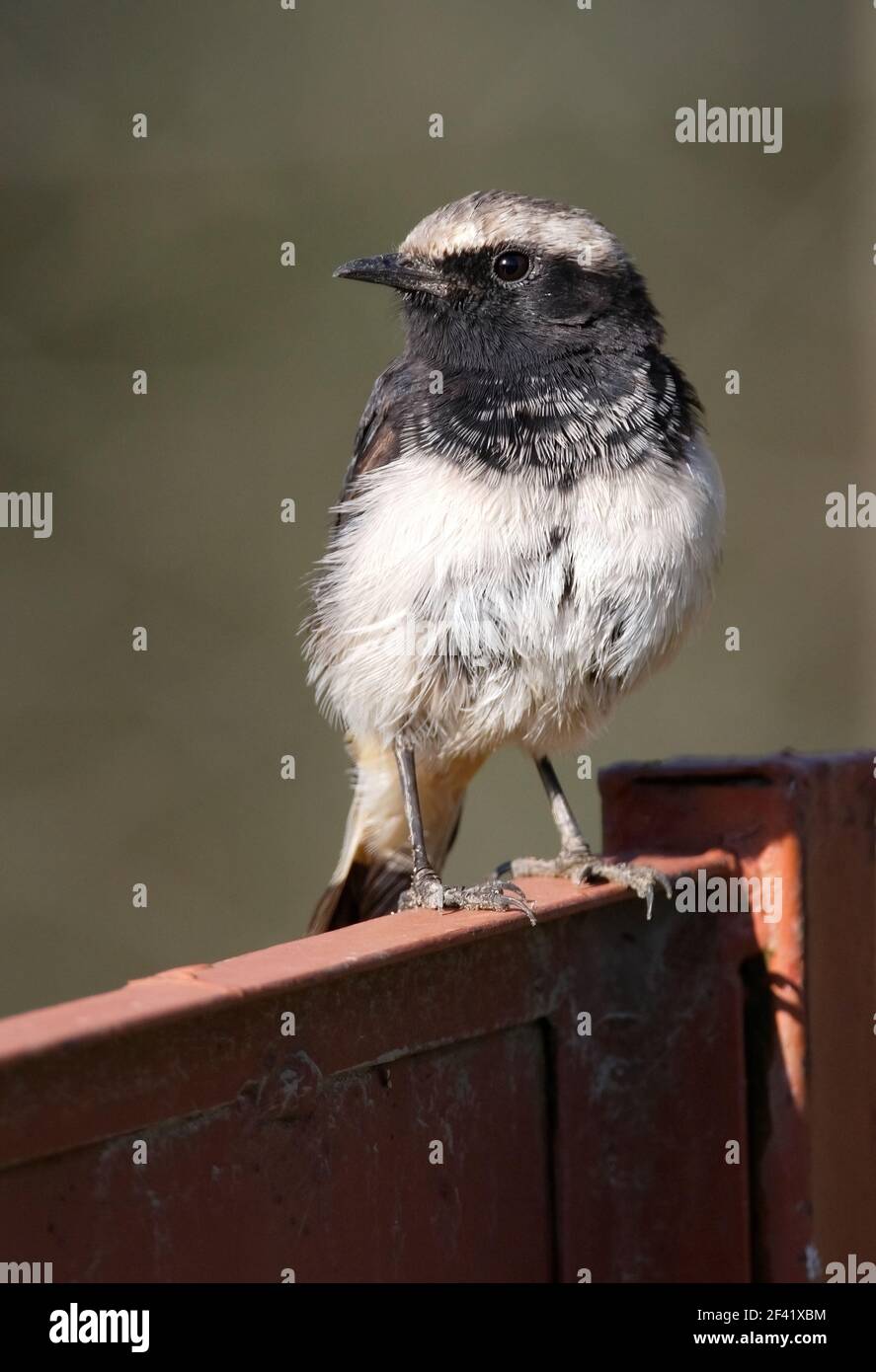 Oenanthe lugens hi-res stock photography and images - Alamy