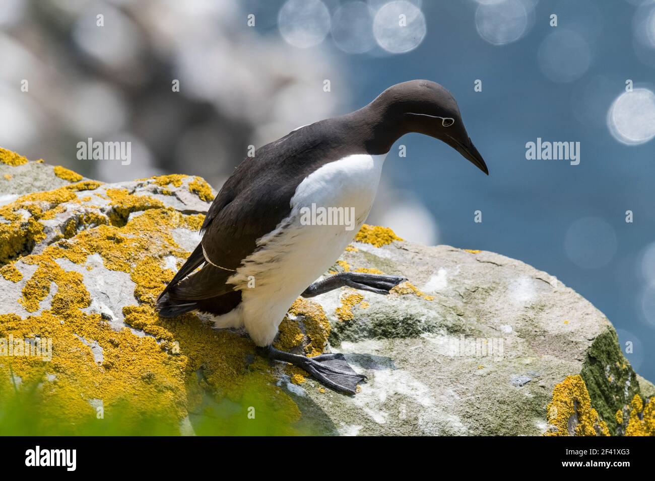 Common murre at Cape St. Mary's Ecological Reserve, nesting on rocks on ...